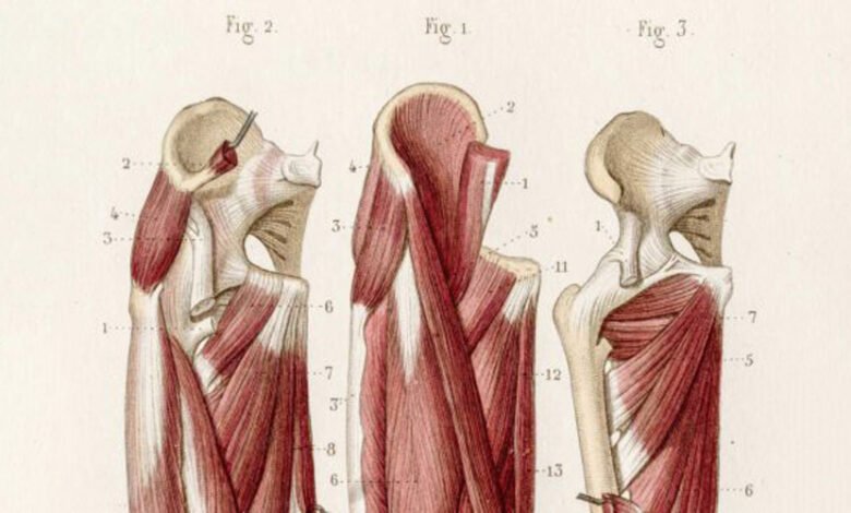 How trauma gets ‘under the skin’ - Hedayat Centre